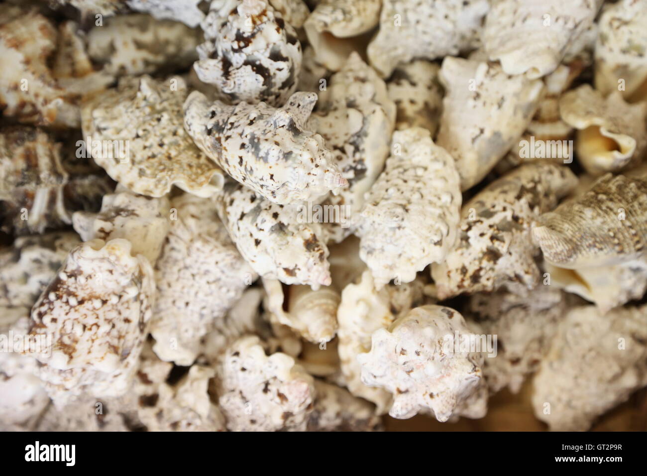 Background of shells Stock Photo - Alamy