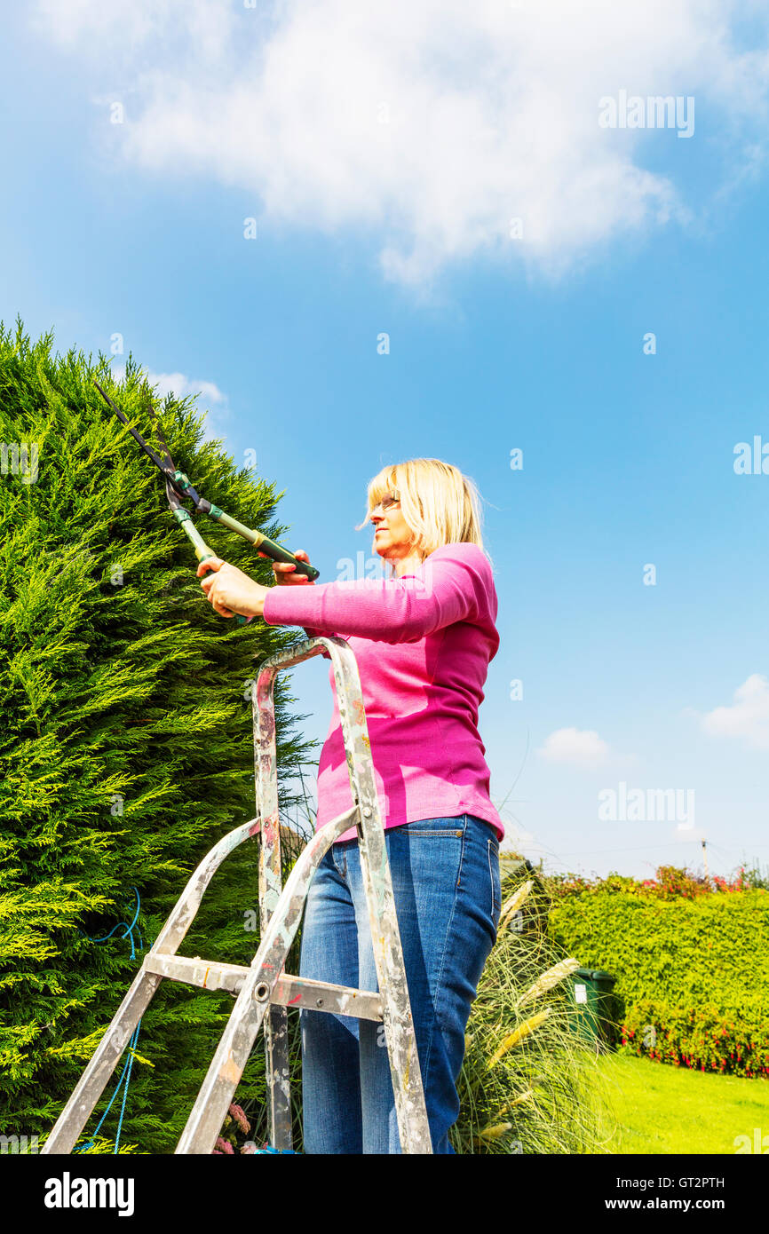 Woman on stepladders cutting hedge with shears gardening gardener hedge ...