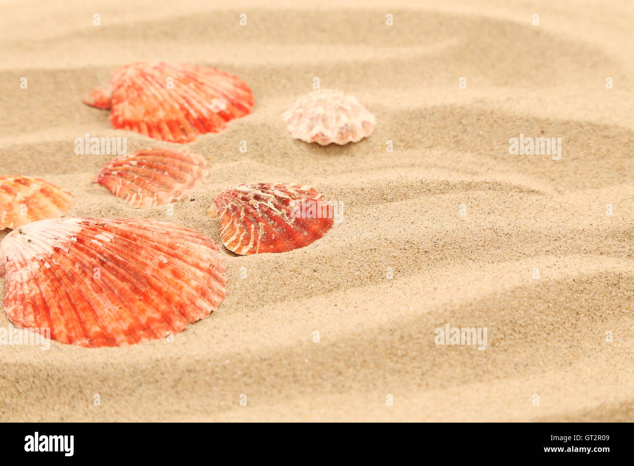 Lot of shells is located on sandy background Stock Photo - Alamy