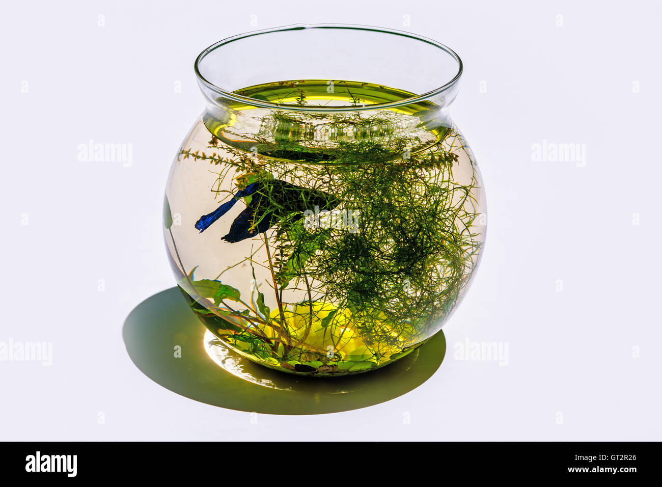 Algae fish hi-res stock photography and images - Alamy