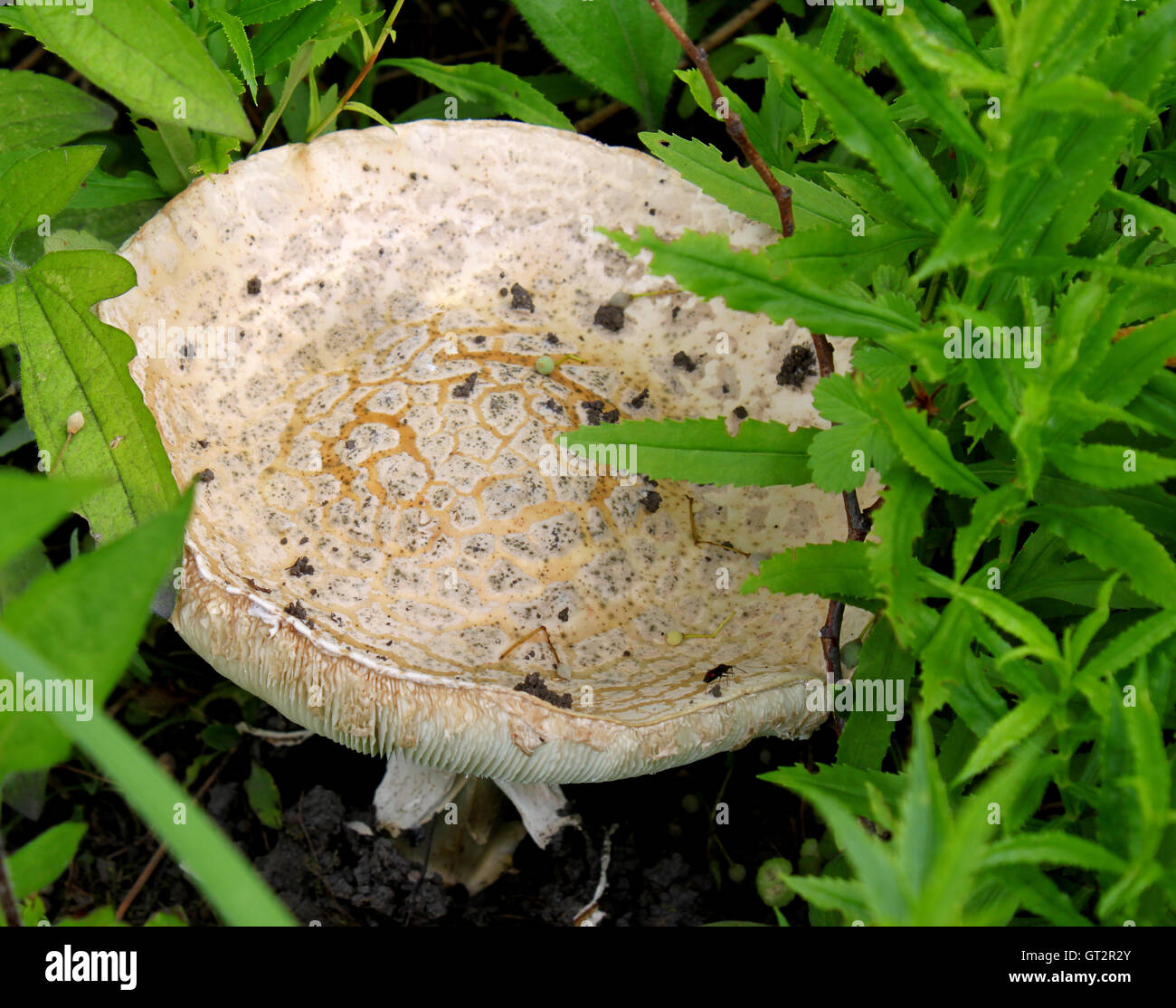 Funghi agaricus hi-res stock photography and images - Alamy