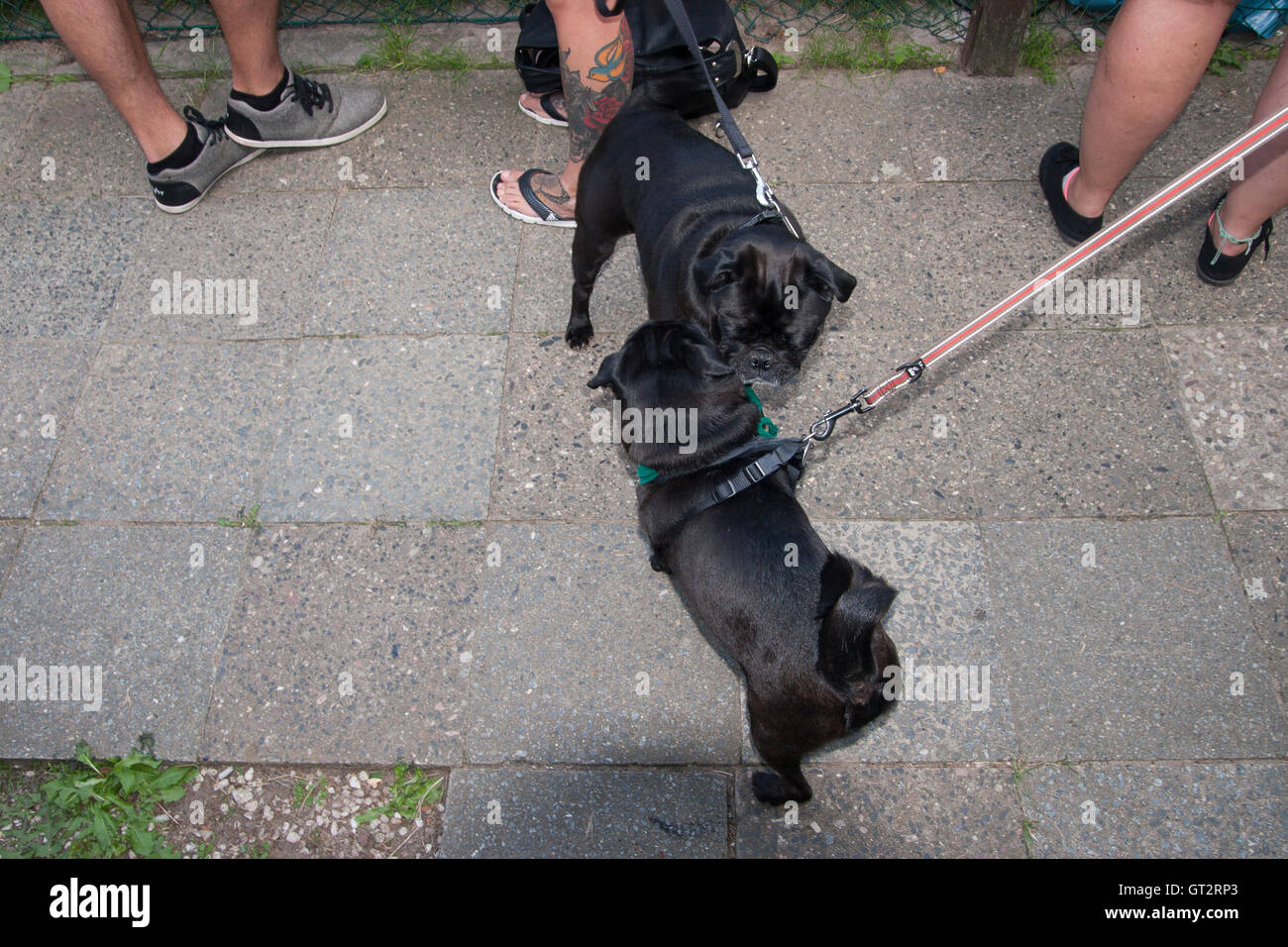 Pugs Berlin Germany Stock Photo - Alamy