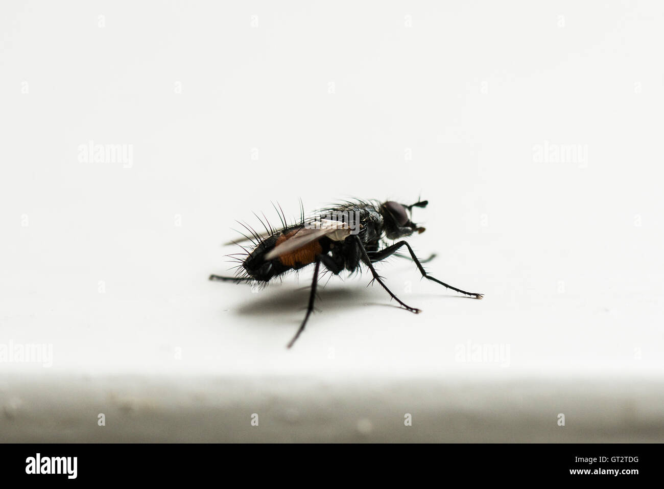 Lesser House FlyLesser House Fly (Fannia canicularis Stock Photo - Alamy