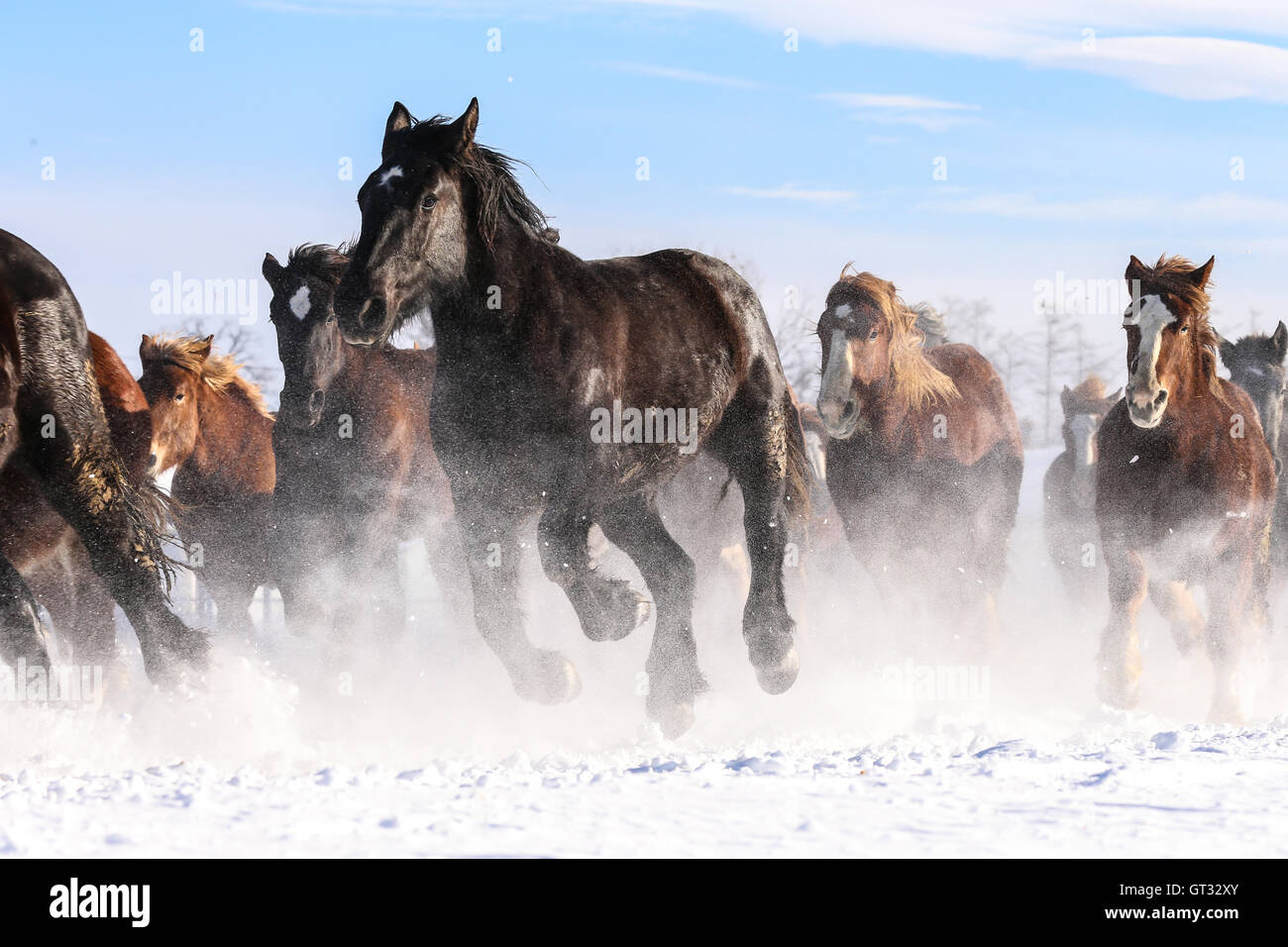 Horses running on the snow field Stock Photo - Alamy
