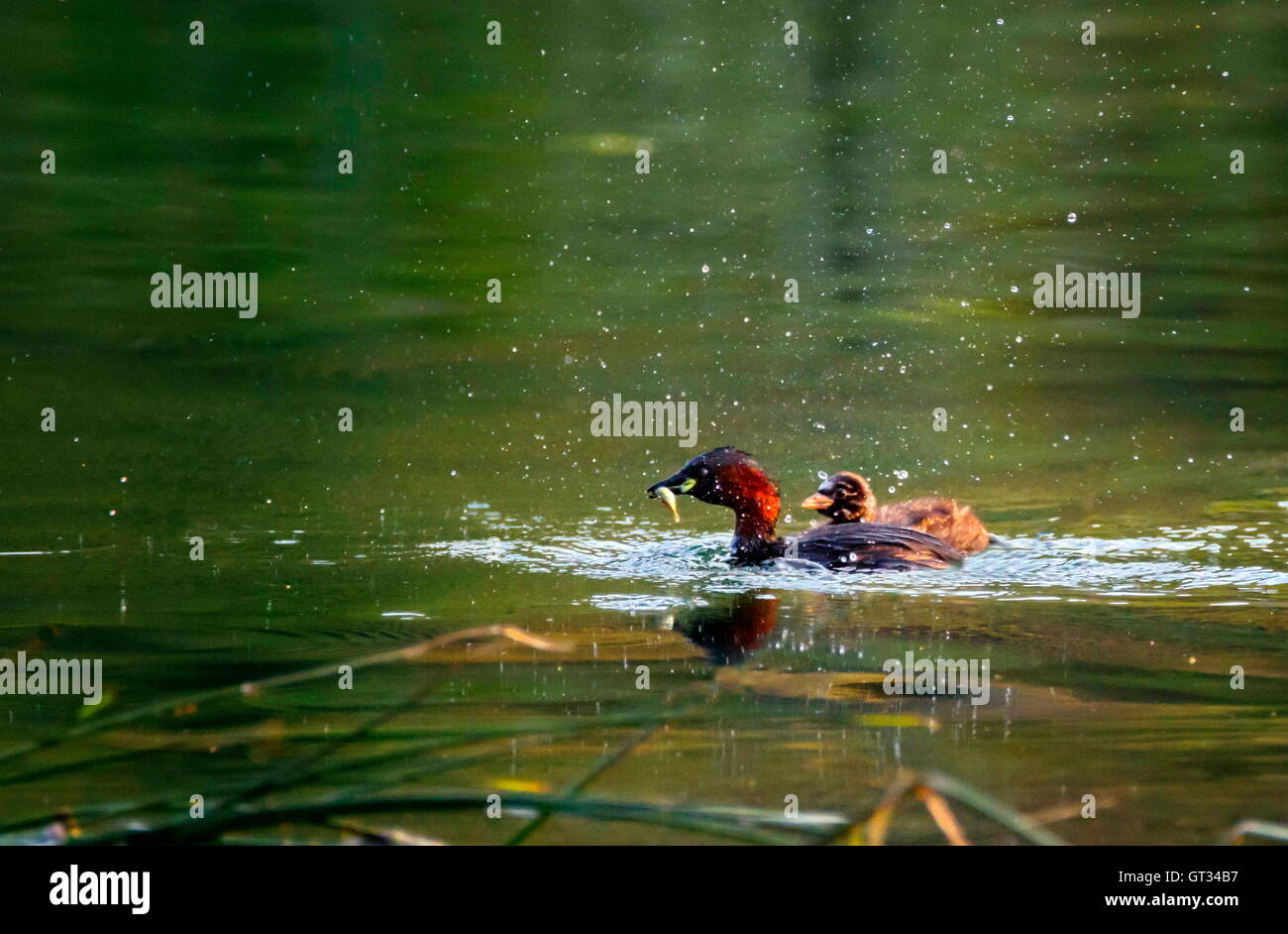 Little grebe duck, tachybaptus ruficollis, in breeding plumage feeding ...