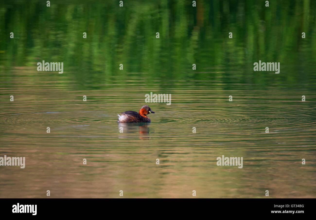 Little grebe duck, tachybaptus ruficollis, in breeding plumage swimming ...