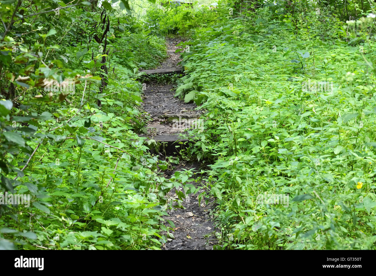 Path in the Woods Stock Photo - Alamy
