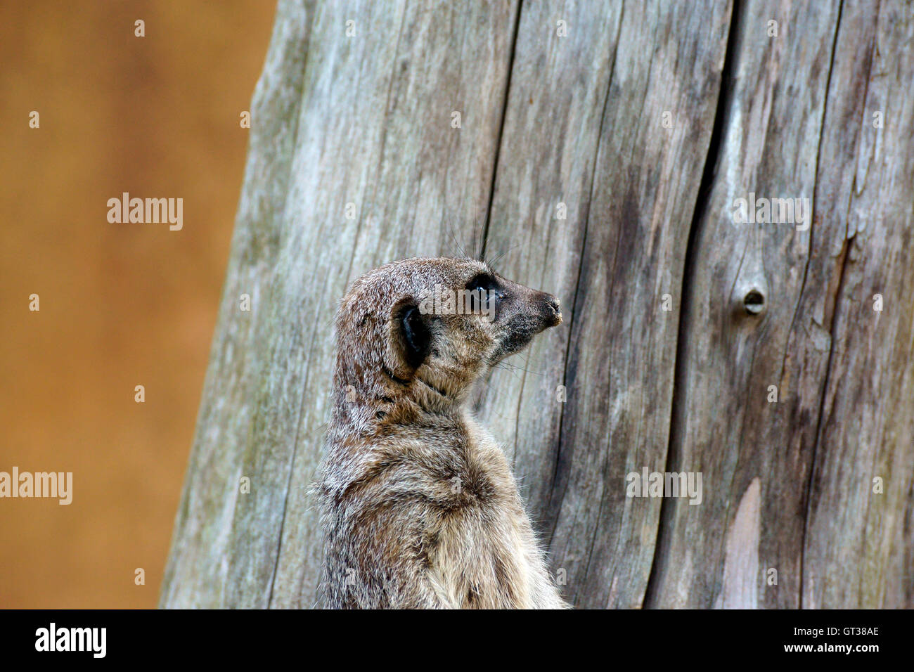 MEERKAT LOOK OUT (GUARD Stock Photo - Alamy