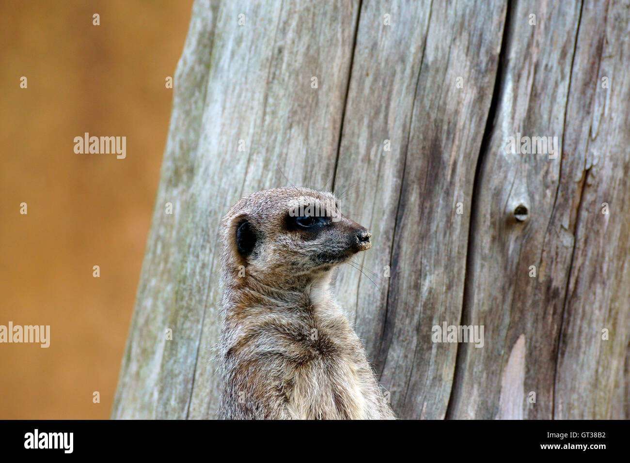 MEERKAT LOOK OUT (GUARD Stock Photo - Alamy
