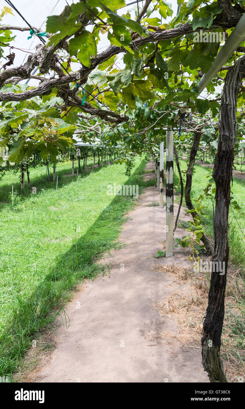 Grape Farm Stock Photos & Grape Farm Stock Images - Alamy
