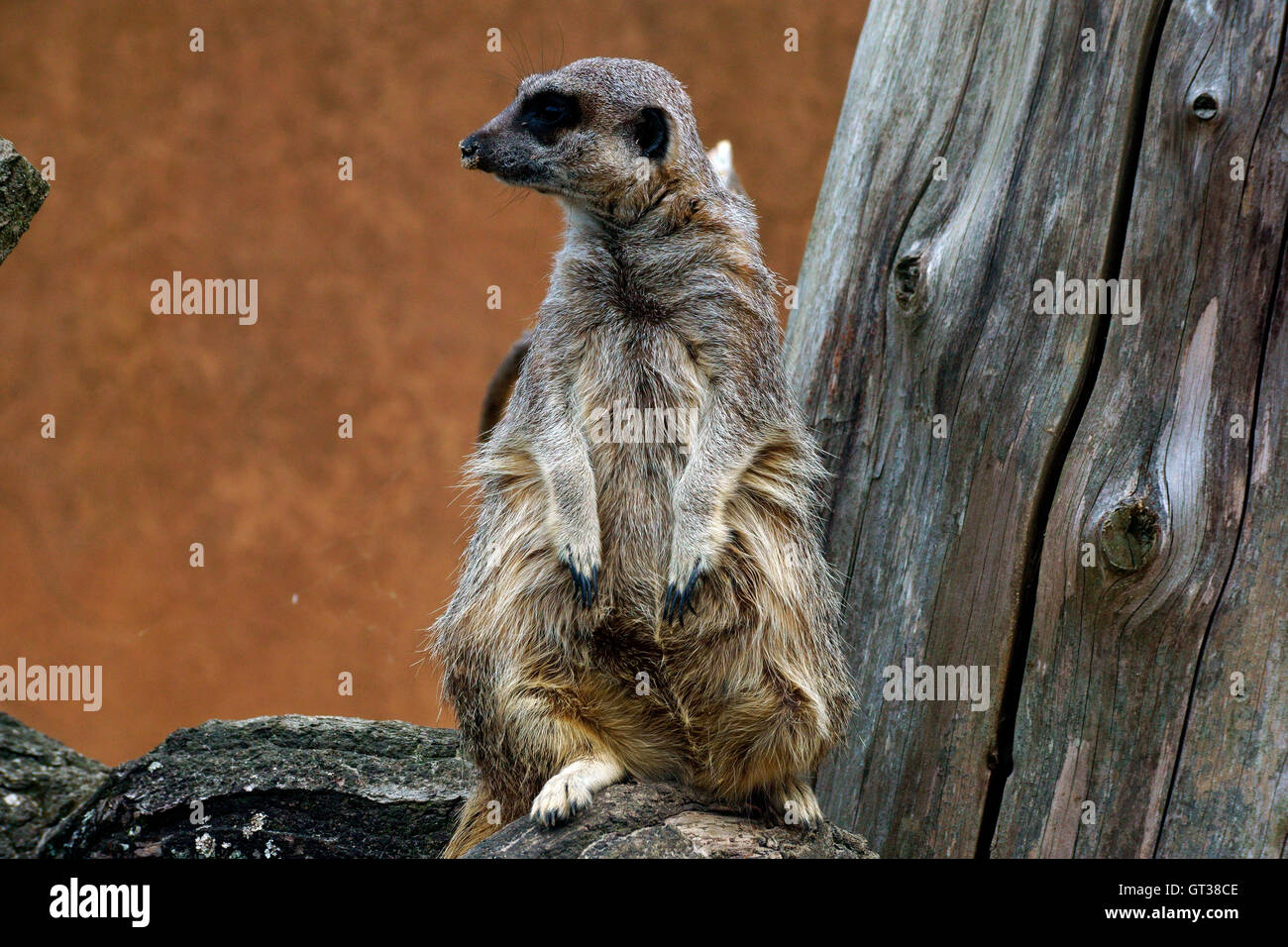 MEERKAT LOOKOUT (GUARD Stock Photo - Alamy