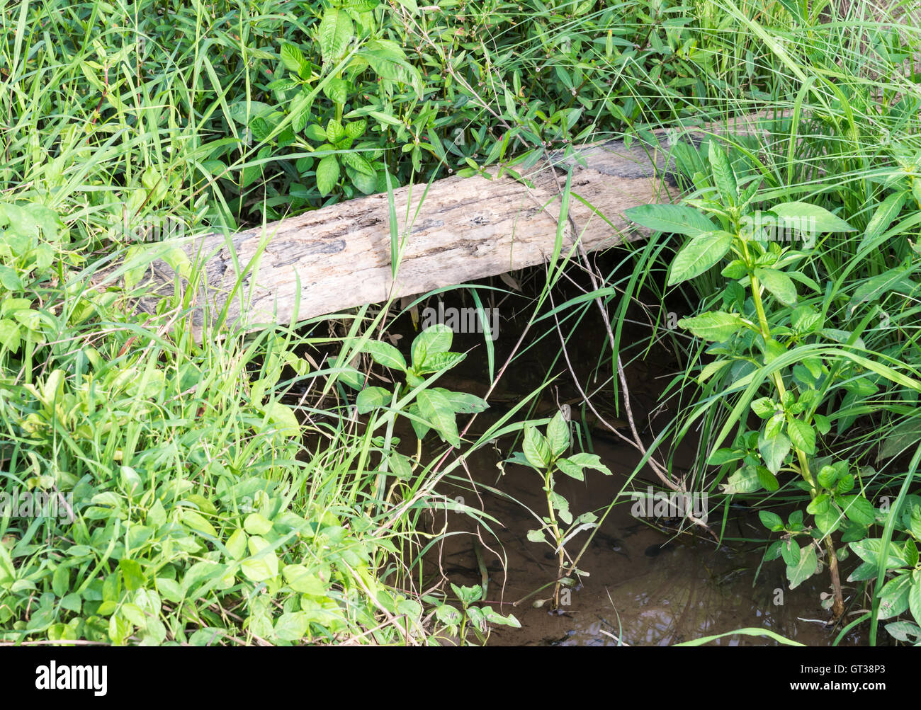 Paddy Field Small River In High Resolution Stock Photography and Images ...