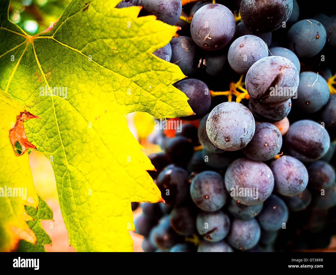 Ripe grapes ready for harvest Stock Photo - Alamy