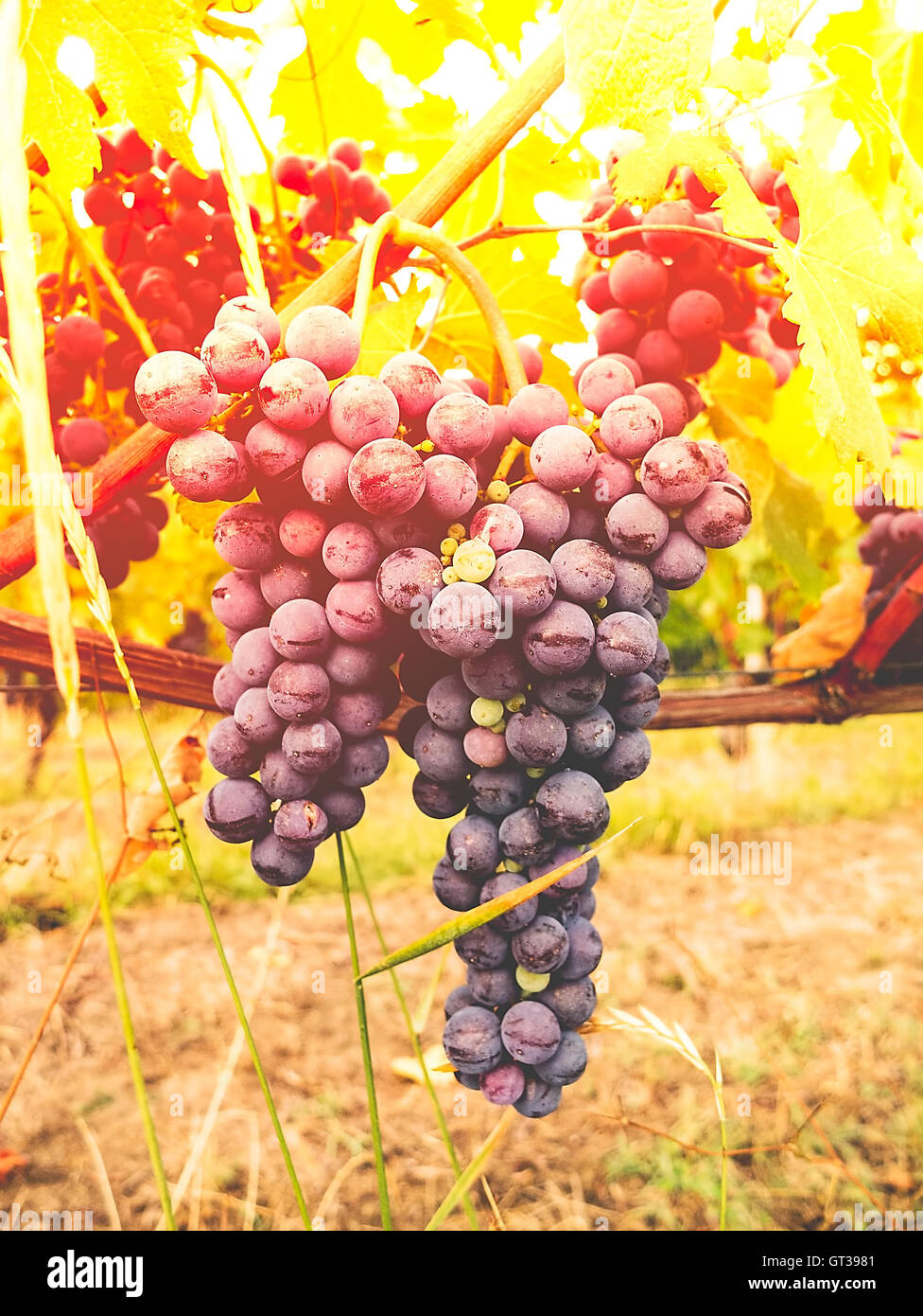 bunches of red grapes on vine in warm light Stock Photo - Alamy