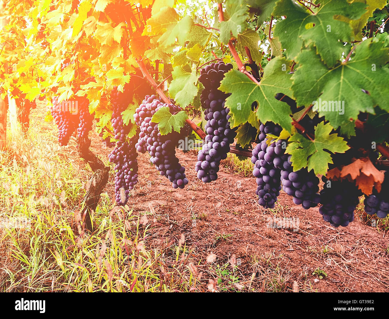 Vine vineyard italian grape italy hi-res stock photography and images ...