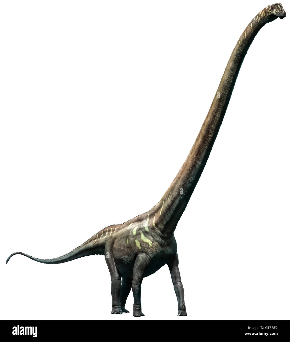 Long neck dinosaur hi-res stock photography and images - Alamy