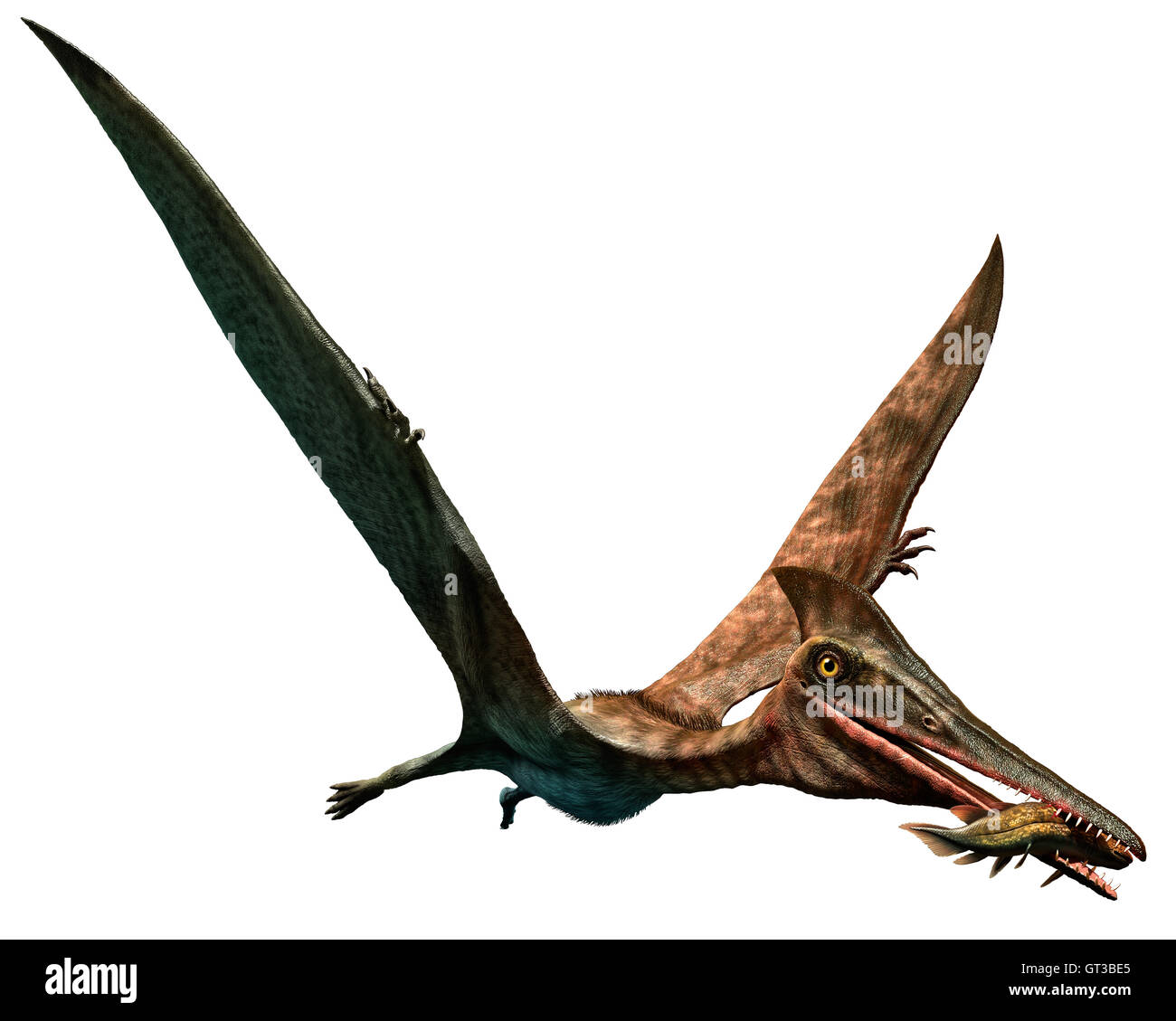 Pterodactylus hi-res stock photography and images - Alamy