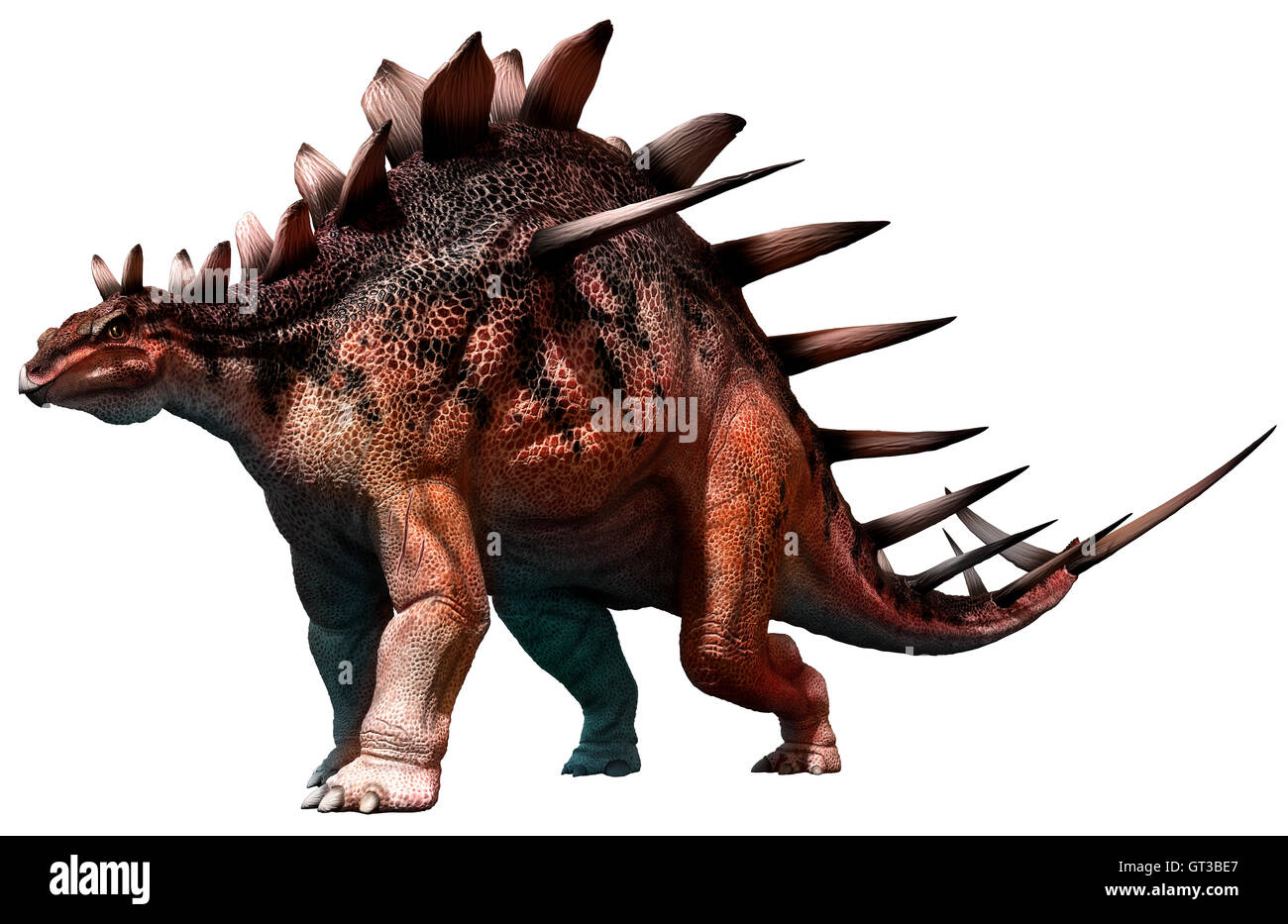 Kentrosaurus kentrosaurus hi-res stock photography and images - Alamy
