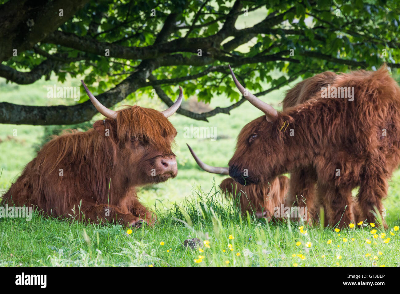 Highland cattle grazing at Arnside Knott, Lancashire/Cumbria border ...