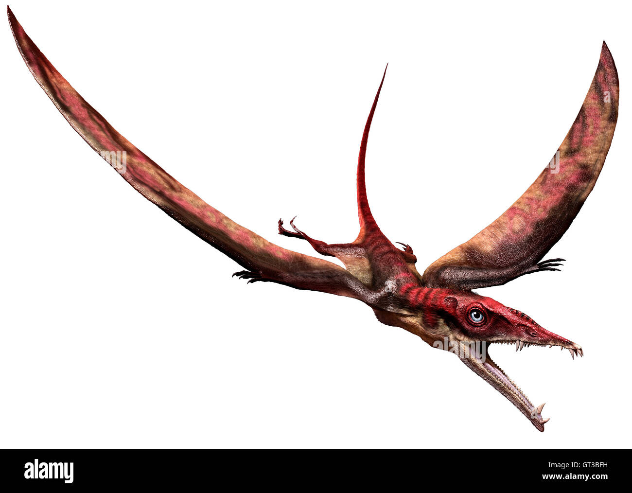 Eudimorphodon hi-res stock photography and images - Alamy