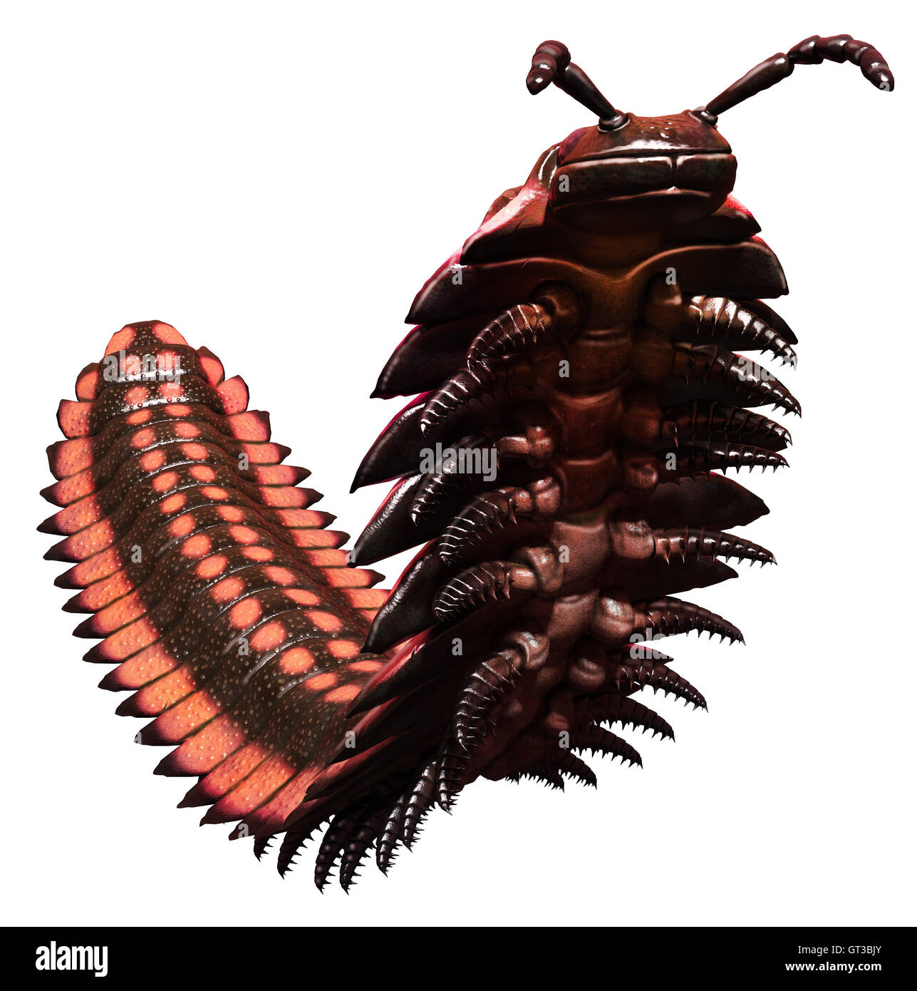 Arthropleura hi-res stock photography and images - Alamy