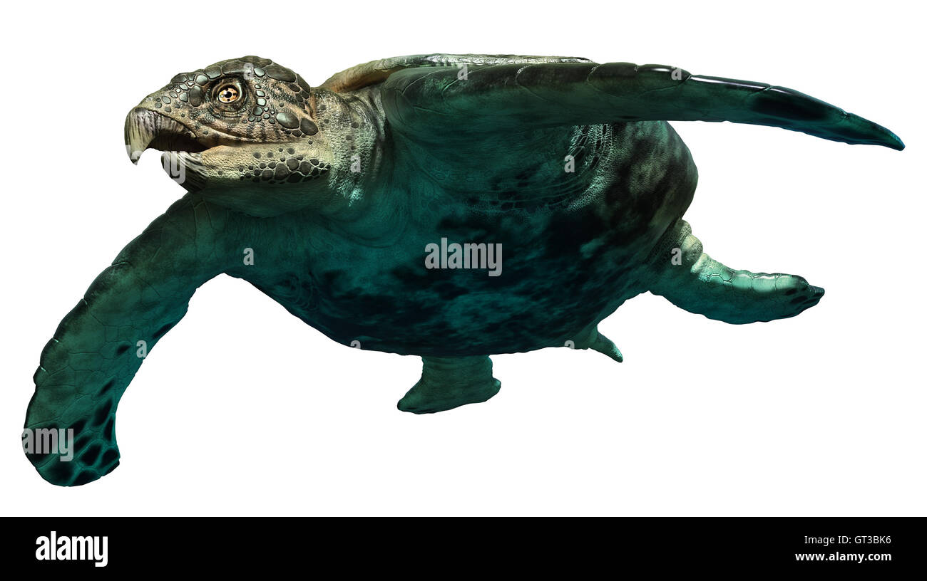 Archelon hi-res stock photography and images - Alamy
