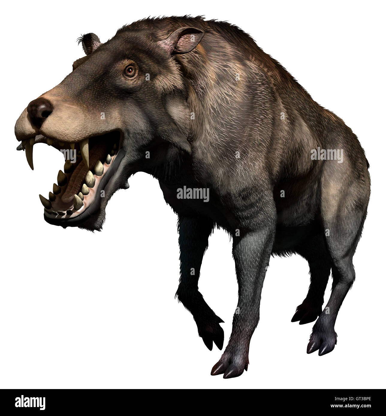 Entelodon hi-res stock photography and images - Alamy
