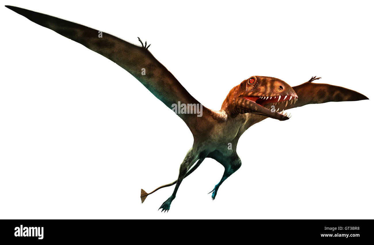 Dimorphodon hi-res stock photography and images - Alamy