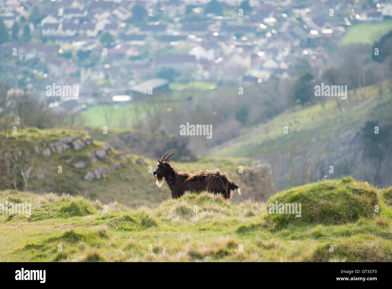 Goats at Cheddar Gorge, Somerset, UK Stock Photo - Alamy