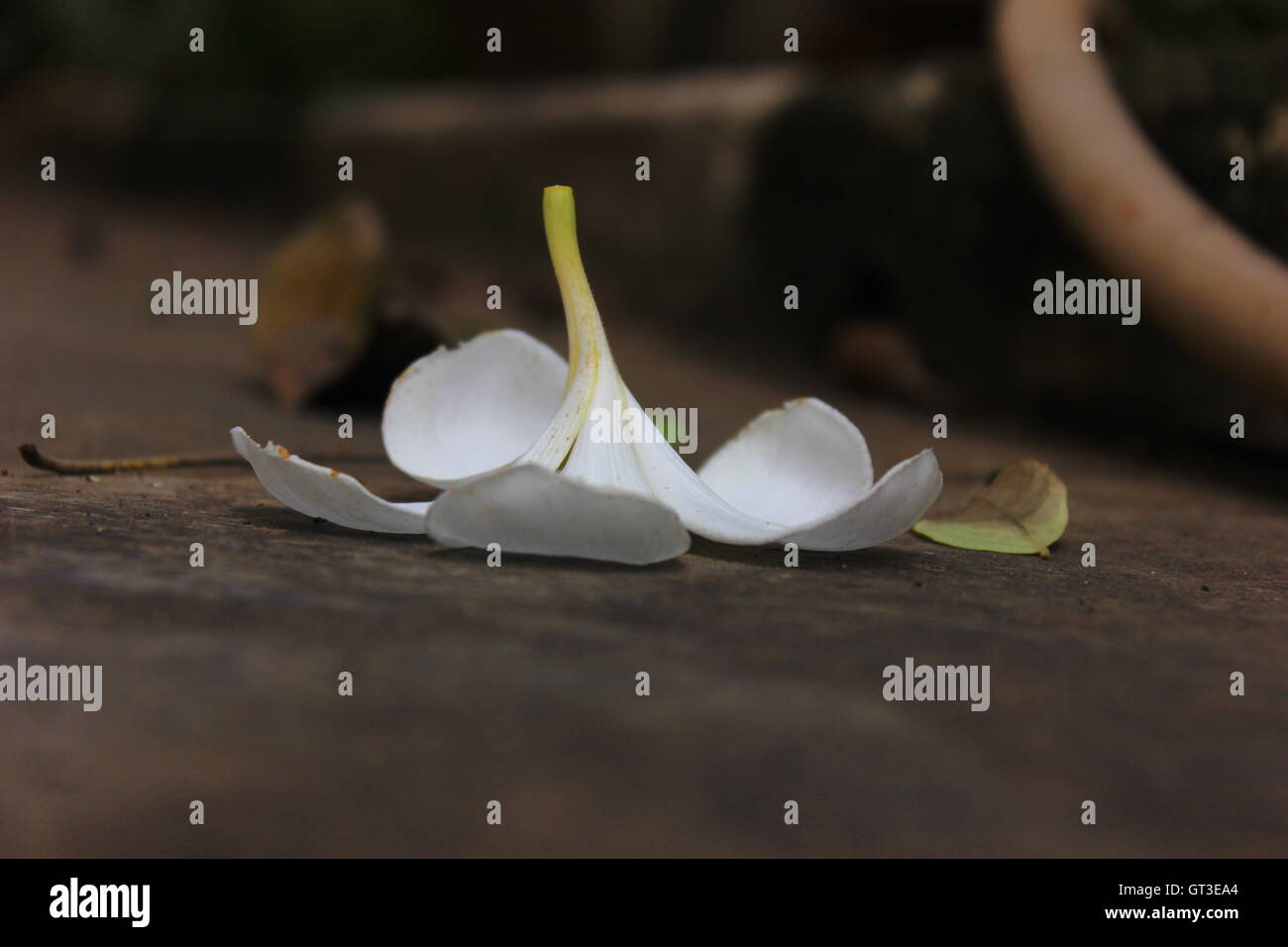 White flower on Ground Stock Photo - Alamy