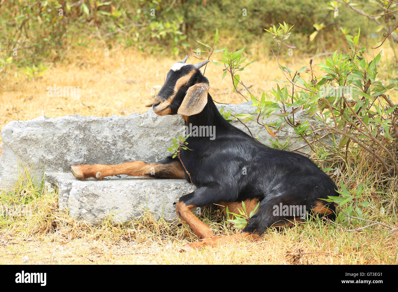 A goat lying on a rock in a pasture on a farm in Cotacachi, Ecuador ...