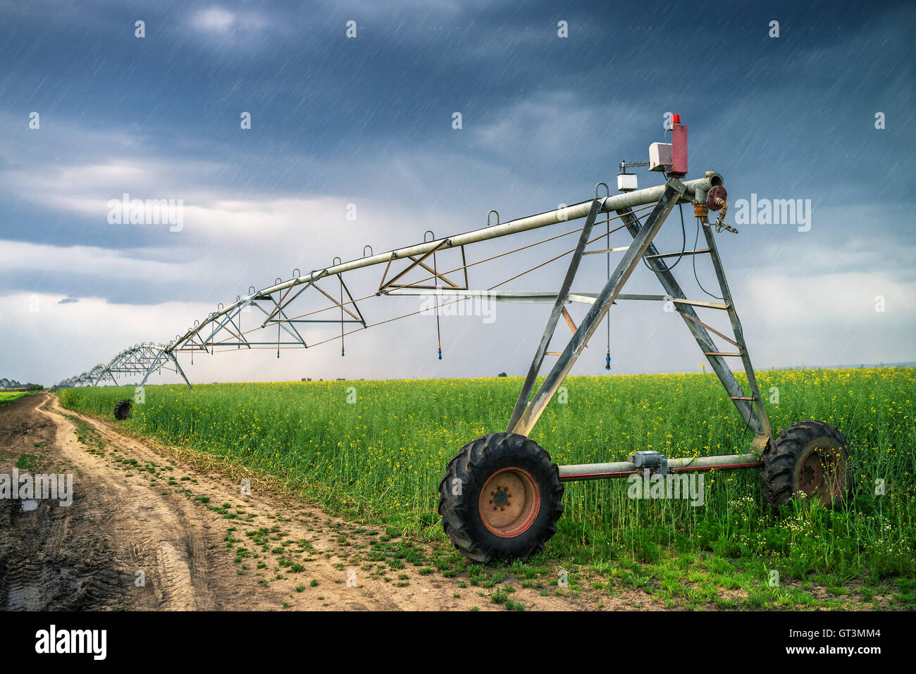 Sprinkler irrigation system in oilseed rape field on rainy day Stock ...