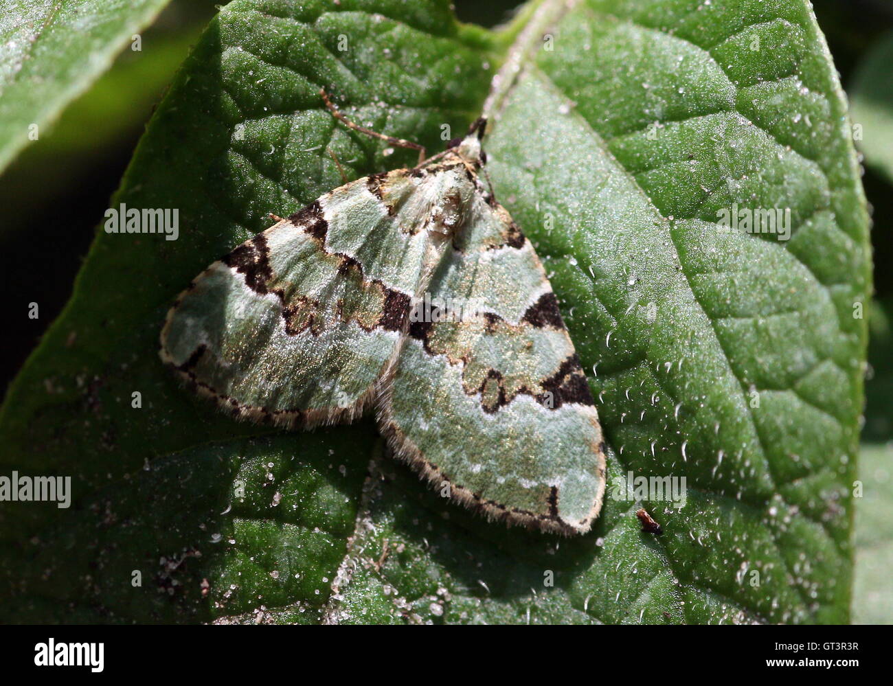 European Green Carpet Moth (Colostygia pectinataria - Geometridae Stock ...