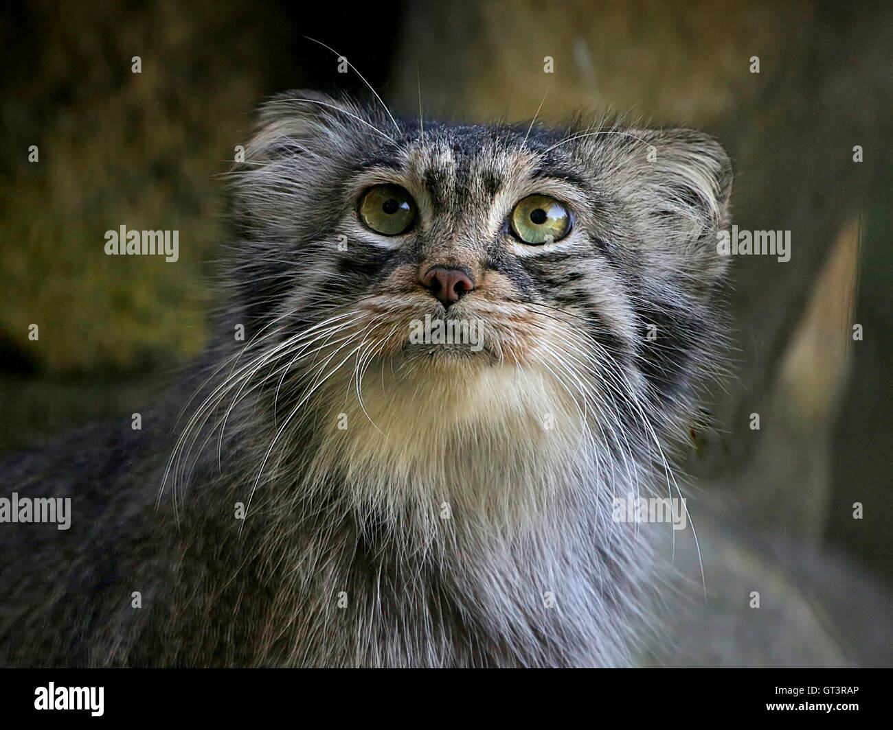 Male Central Asian Pallas's cat or Manul (Otocolobus manul, Felis manul ...