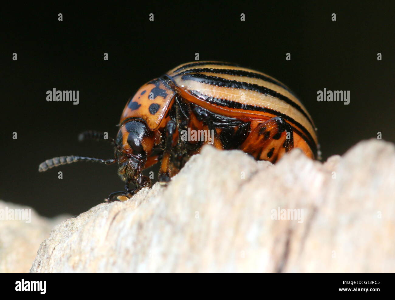 Colorado potato beetle hi-res stock photography and images - Alamy