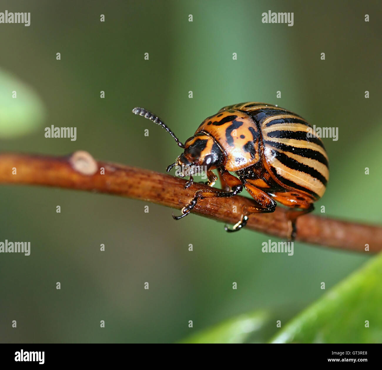 North American Colorado potato beetle (Leptinotarsa decemlineata ...