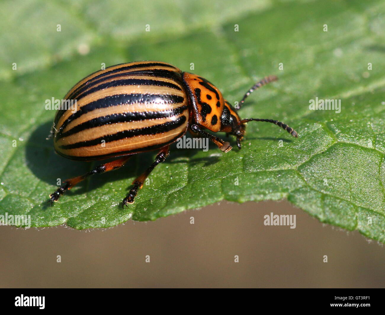 Colorado potato beetle (Leptinotarsa decemlineata) a harmful invasive ...