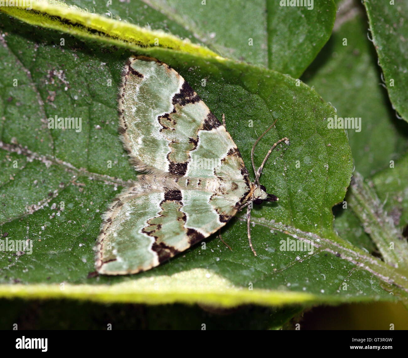 European Green Carpet Moth (Colostygia pectinataria - Geometridae Stock ...