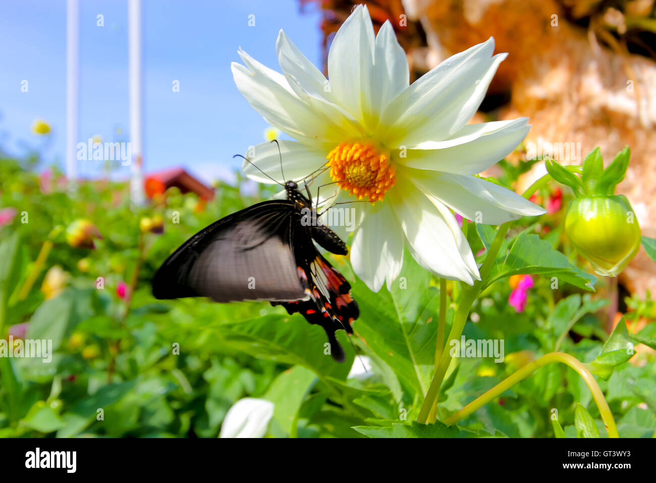 flowers with butterfly in the garden Stock Photo - Alamy