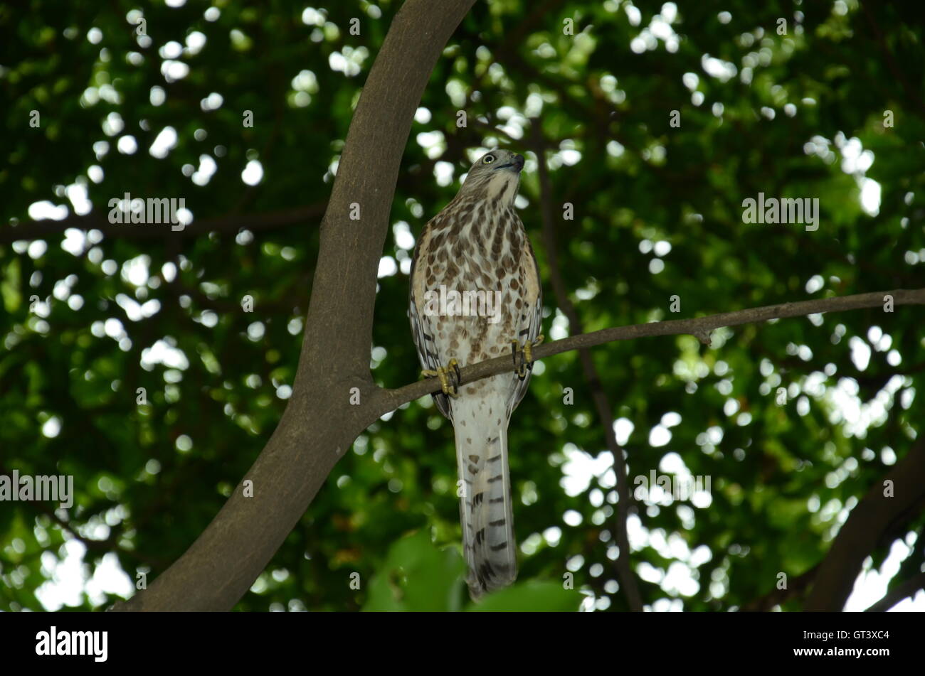 Eagle hawk hi-res stock photography and images - Alamy
