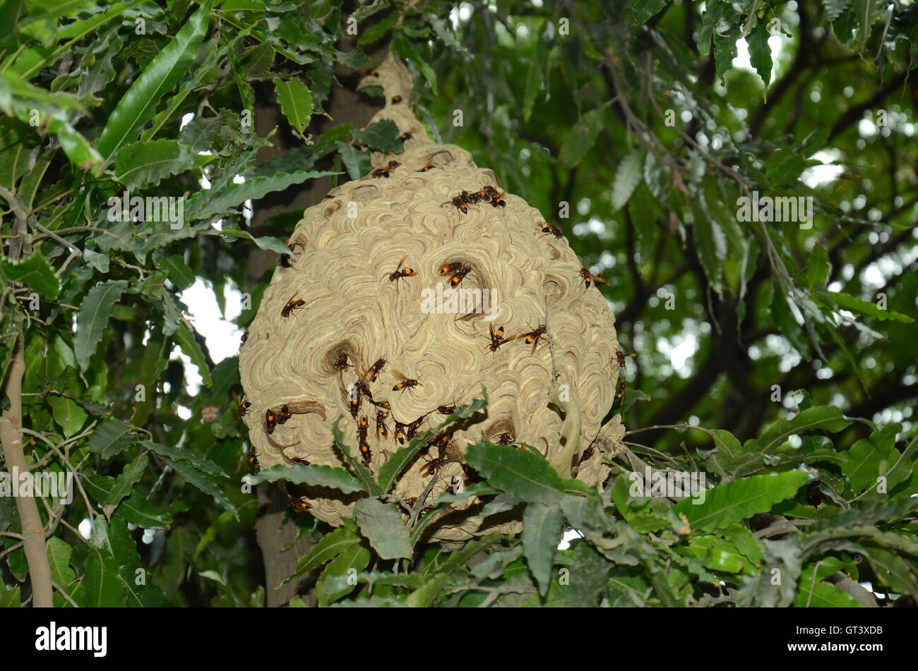 hornet hive wasp bee sting wild life Stock Photo - Alamy