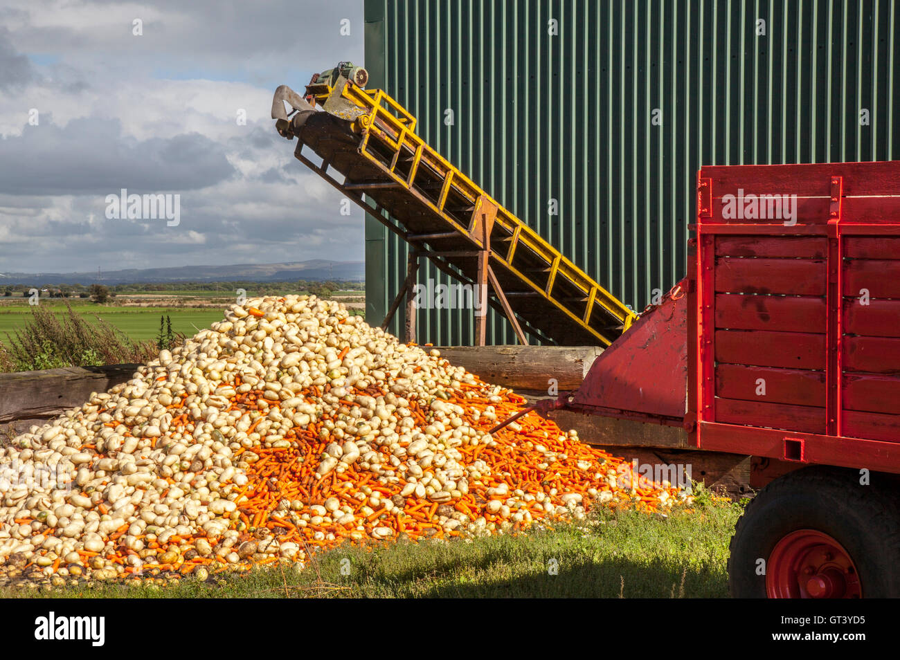 Rejected waste, wonky, ugly, carrots Vegetable farmer processing his ...