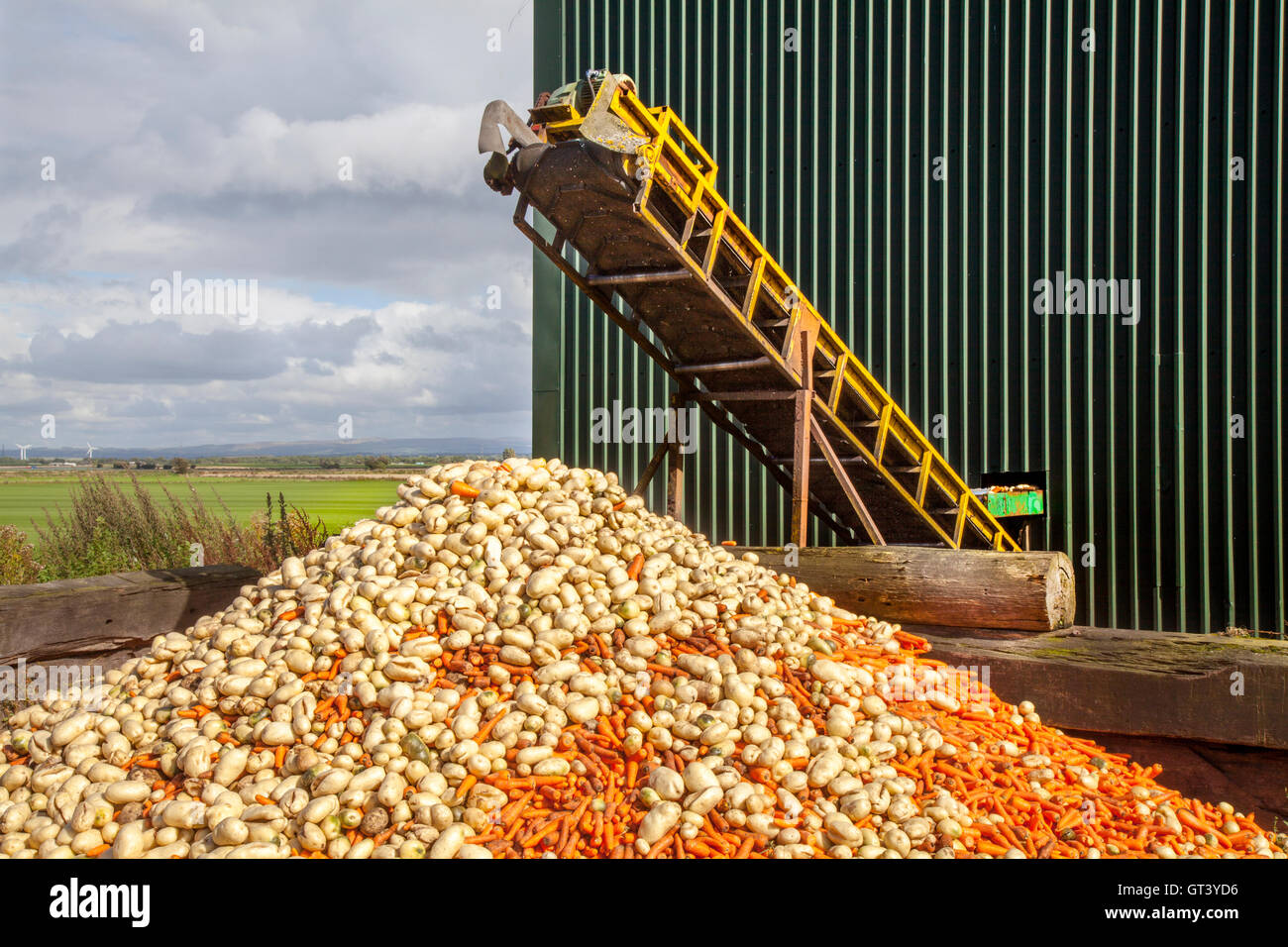 Rejected waste, wonky, ugly, carrots Vegetable farmer processing his ...