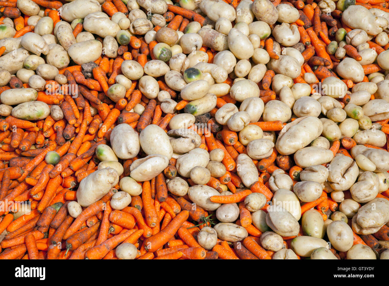 Vegetable Waste Food, heaps of wonky carrots and deformed, malformed ...