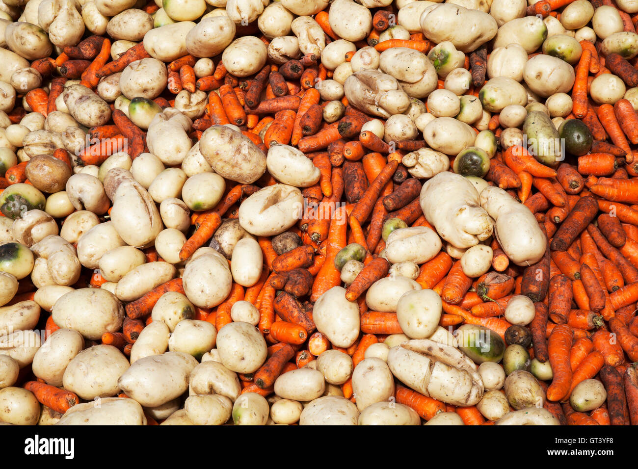 Vegetable Waste Food, heaps of misshaped carrots and potatoes at Farm ...