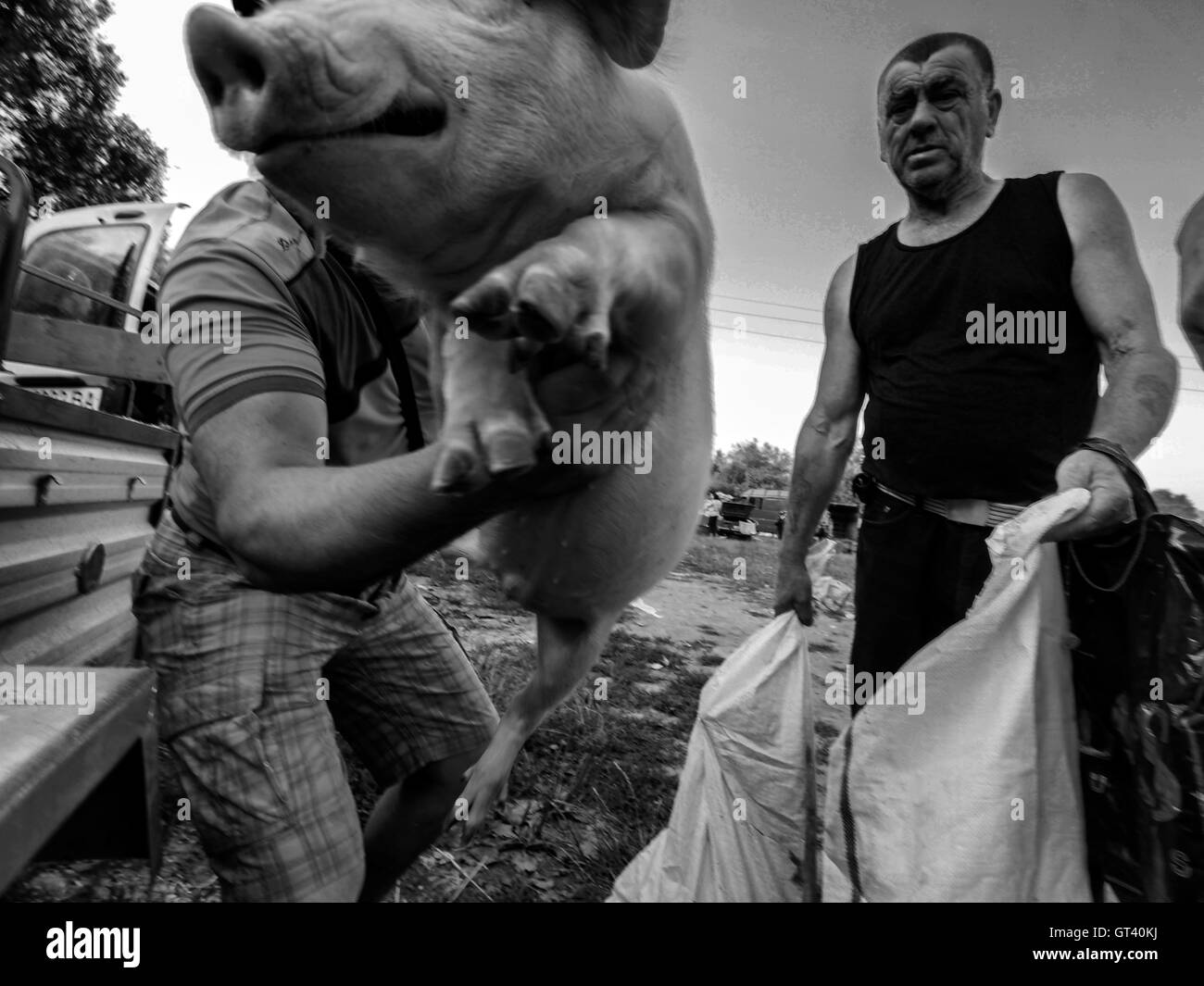 Man sells piglet, the buyer puts pig in a sack on domestic animals ...