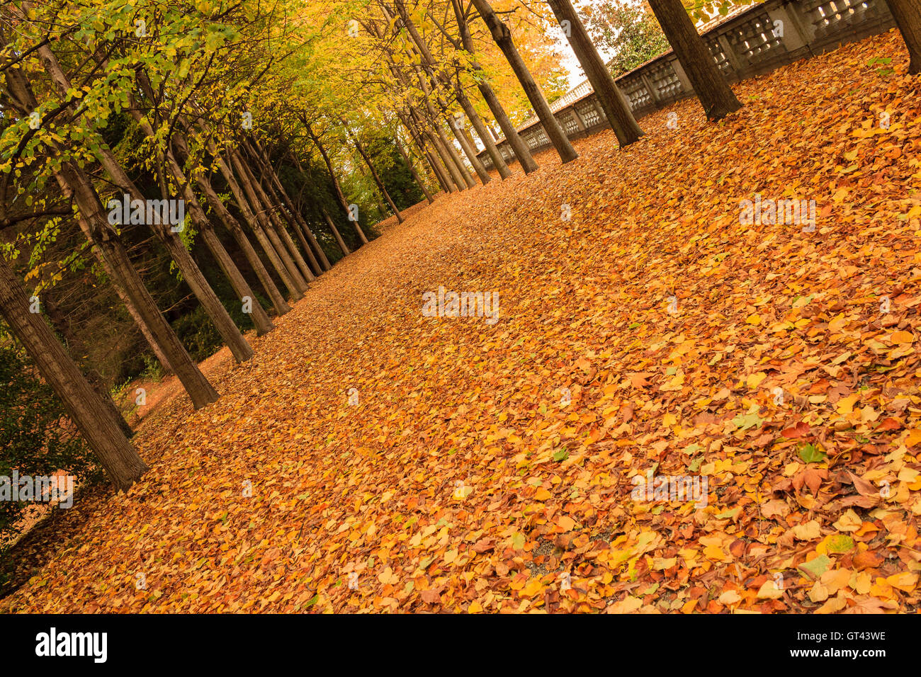 a colourful path of red and yellow leaves in a park Stock Photo - Alamy