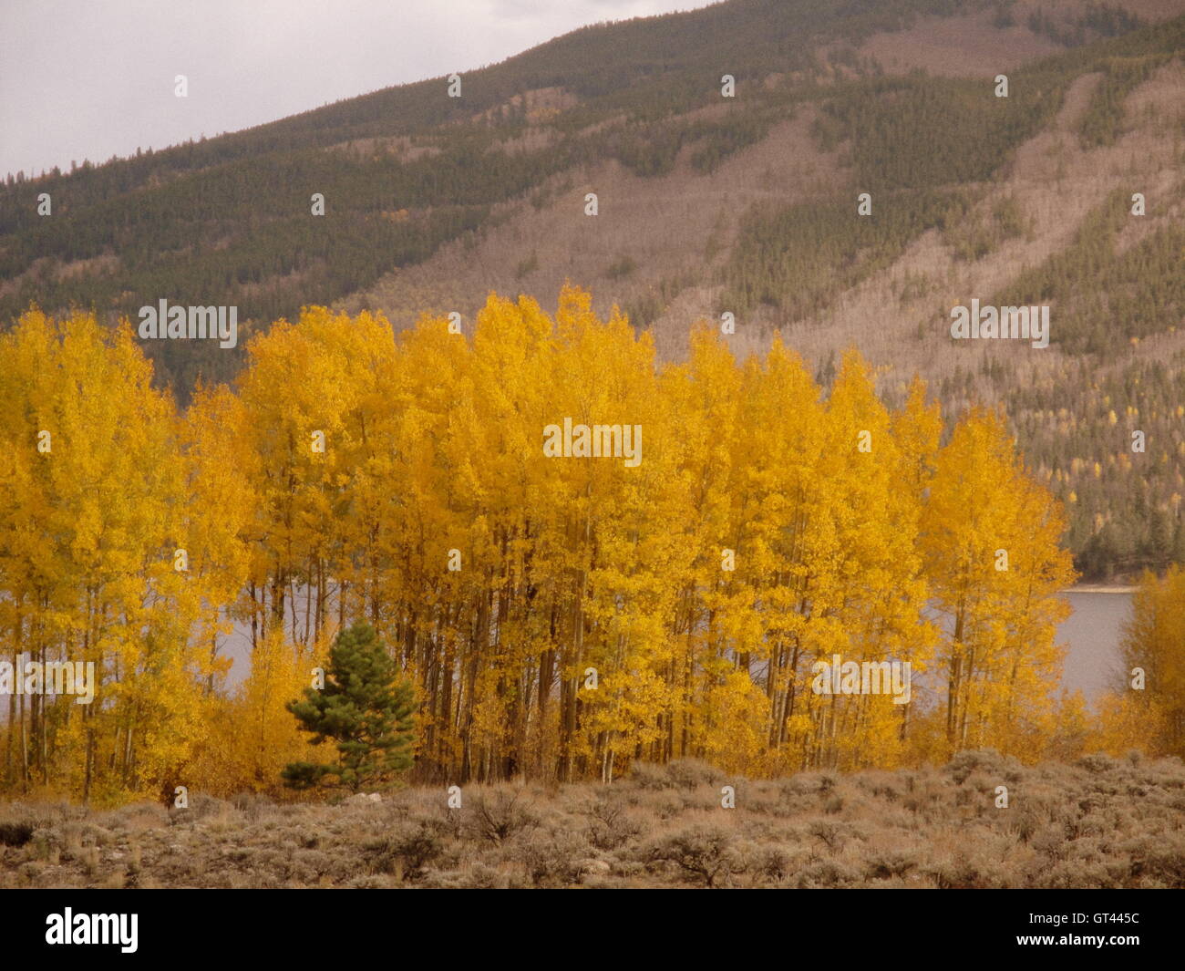 Yellow aspen tree hi-res stock photography and images - Alamy