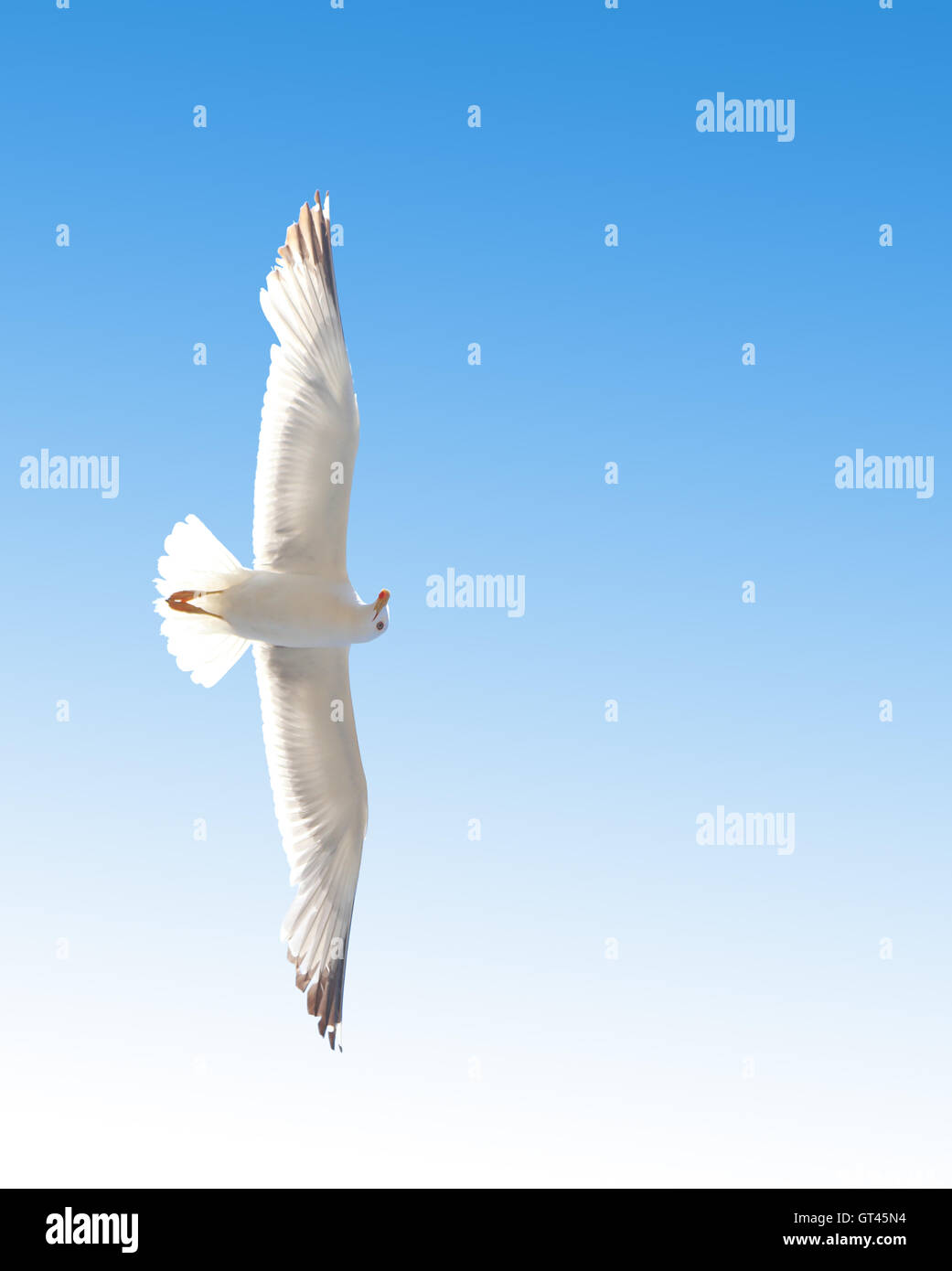 Flying seagull close up hi-res stock photography and images - Alamy