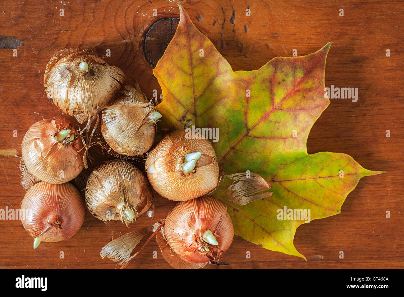 Crocus corms ready for a fall planting Stock Photo - Alamy